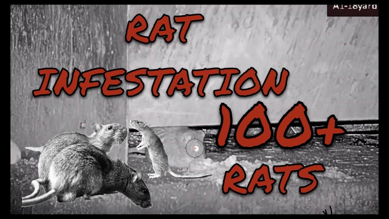 Rat infestation 100 + Rats - YouTube