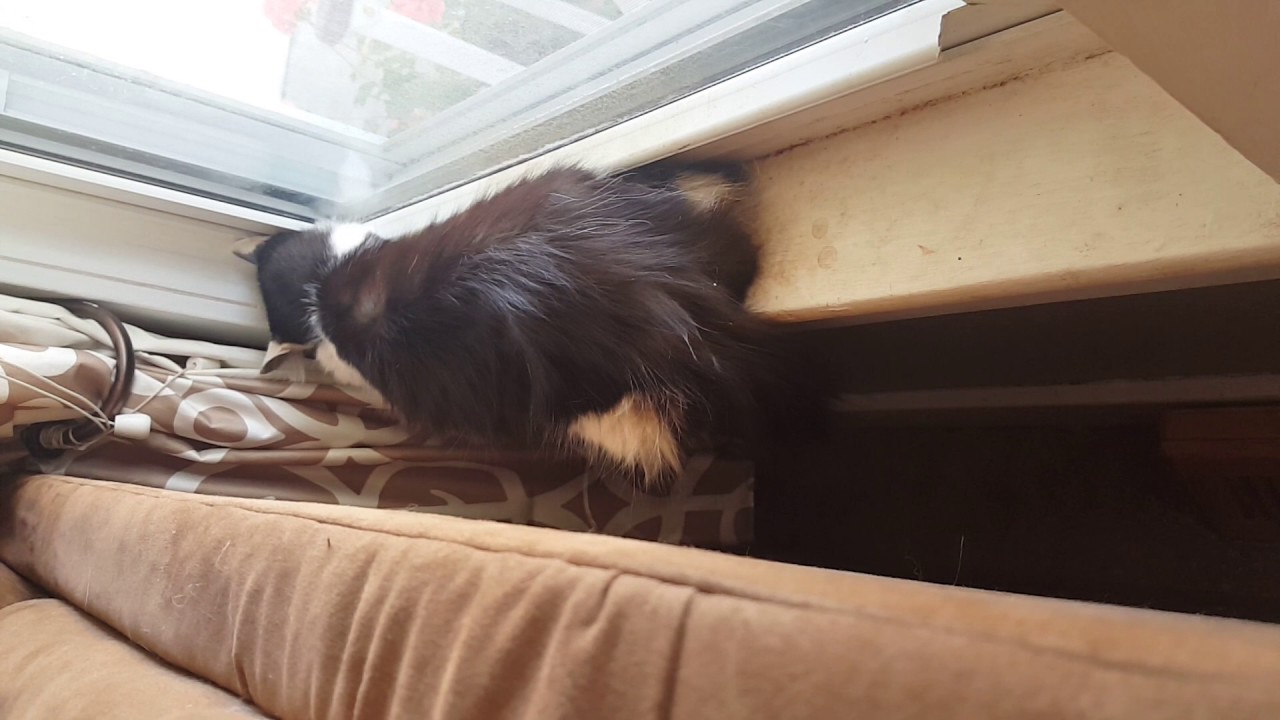 Cat fall out of window - YouTube