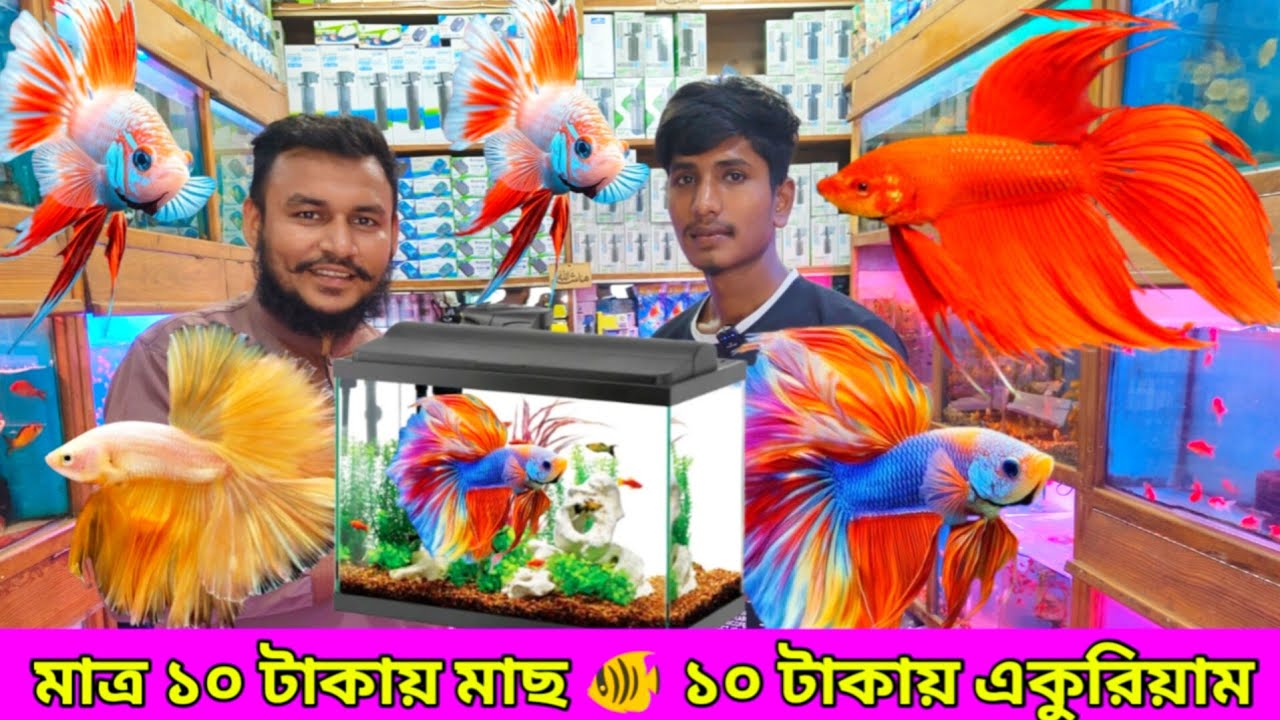 Aquarium Fish price in Bangladesh | Katabon animal market in Bangladesh ...