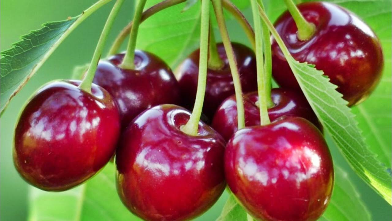 Cherry Pink and Apple Blossom White-Louiguy cover prof Miki - YouTube