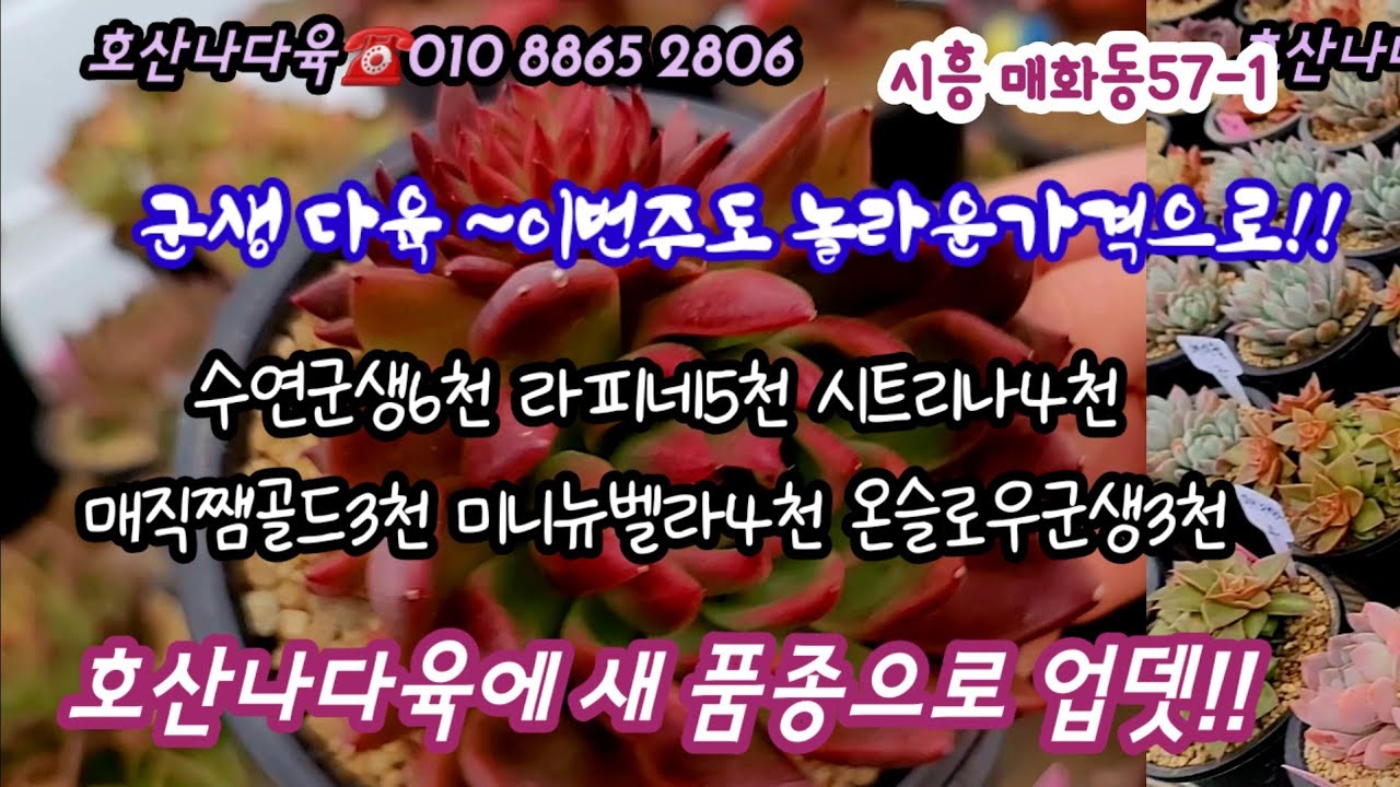군생다육 아주착한가격으로 이번주 다육업뎃 군생다육3천다육 강추 온슬로우군생 미니뉴벨라 수연군생 랑콤4천등 40여품종※유료