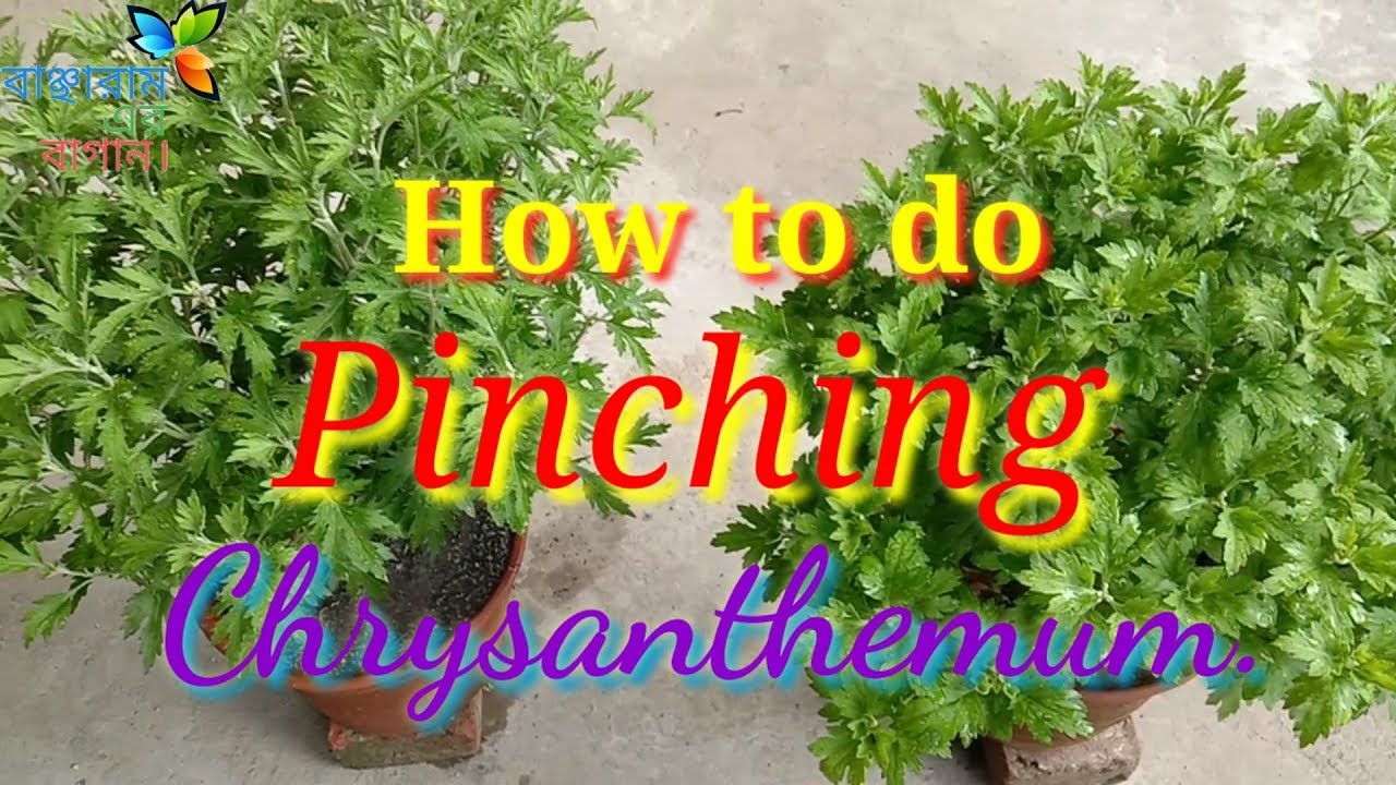 Pinching out chrysanthemum/How to pinching of mums/mums care - YouTube