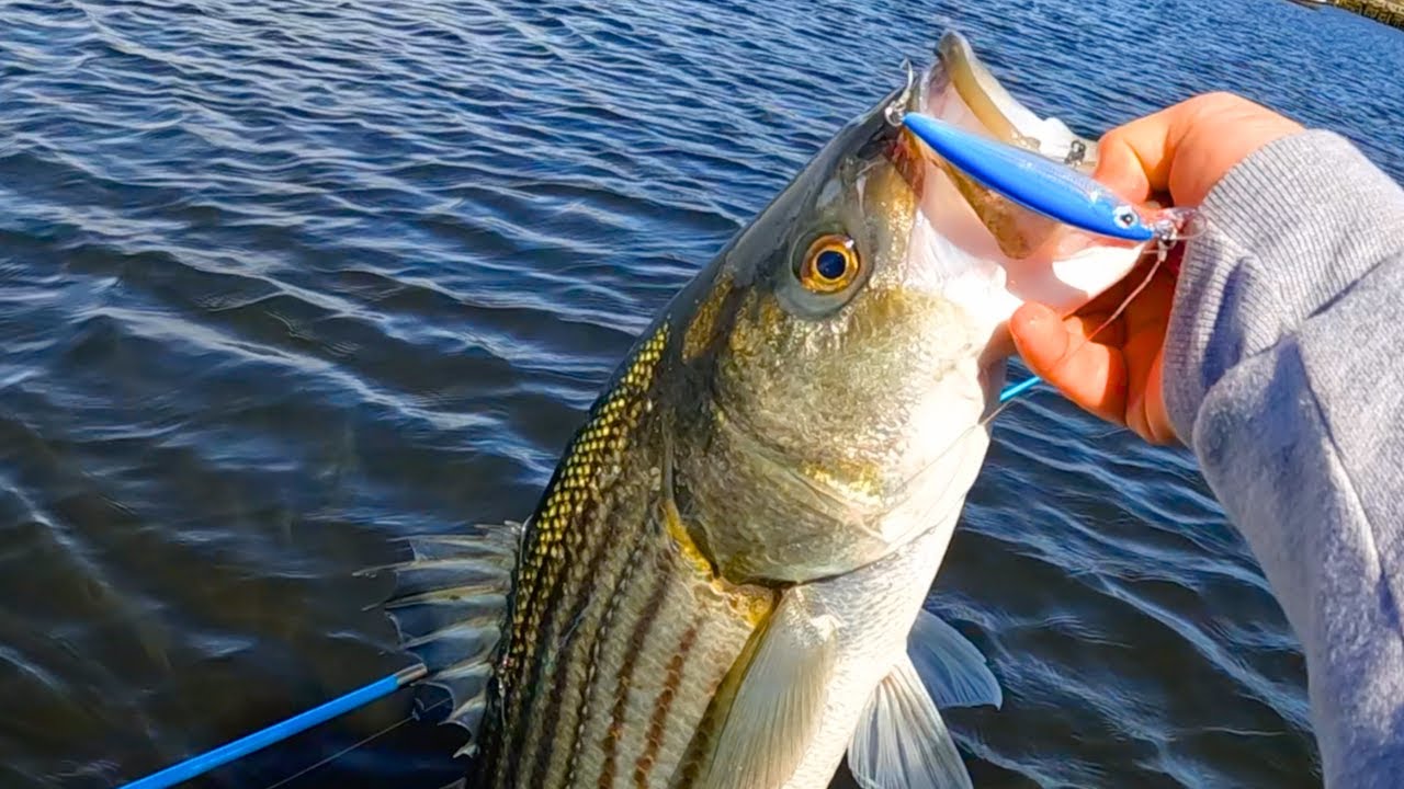 A Great Lure For Early Spring Striped Bass - YouTube