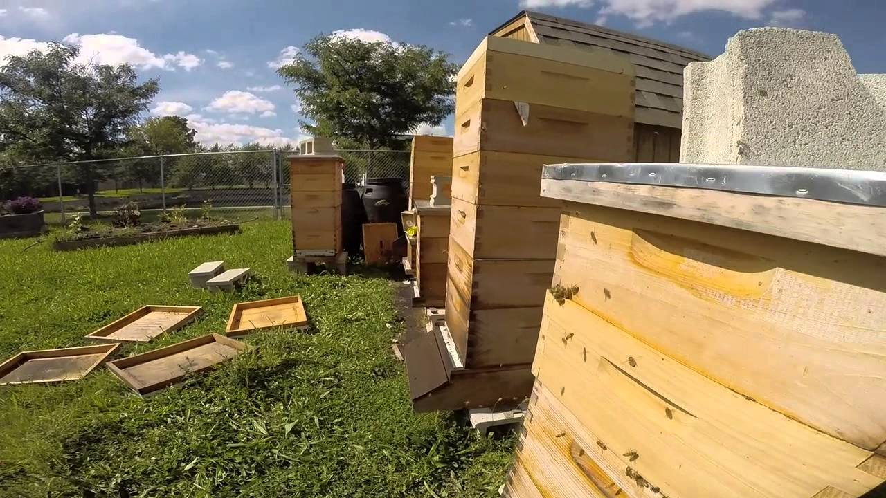 Aurora Bee Company's September 2014 Honey Coming Soon! - YouTube