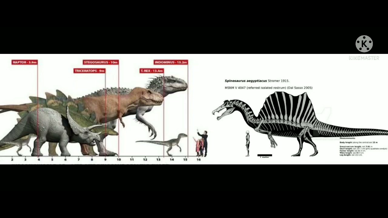Largest Spinosaurus and Indominus rex size comparison - YouTube