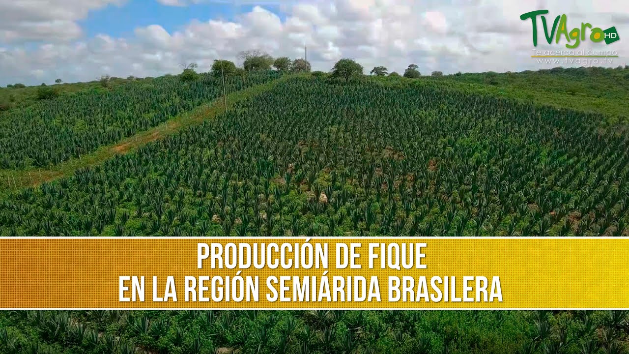 Como es la Produccion de Fique en la Region Semiarida- TvAgro por Juan ...