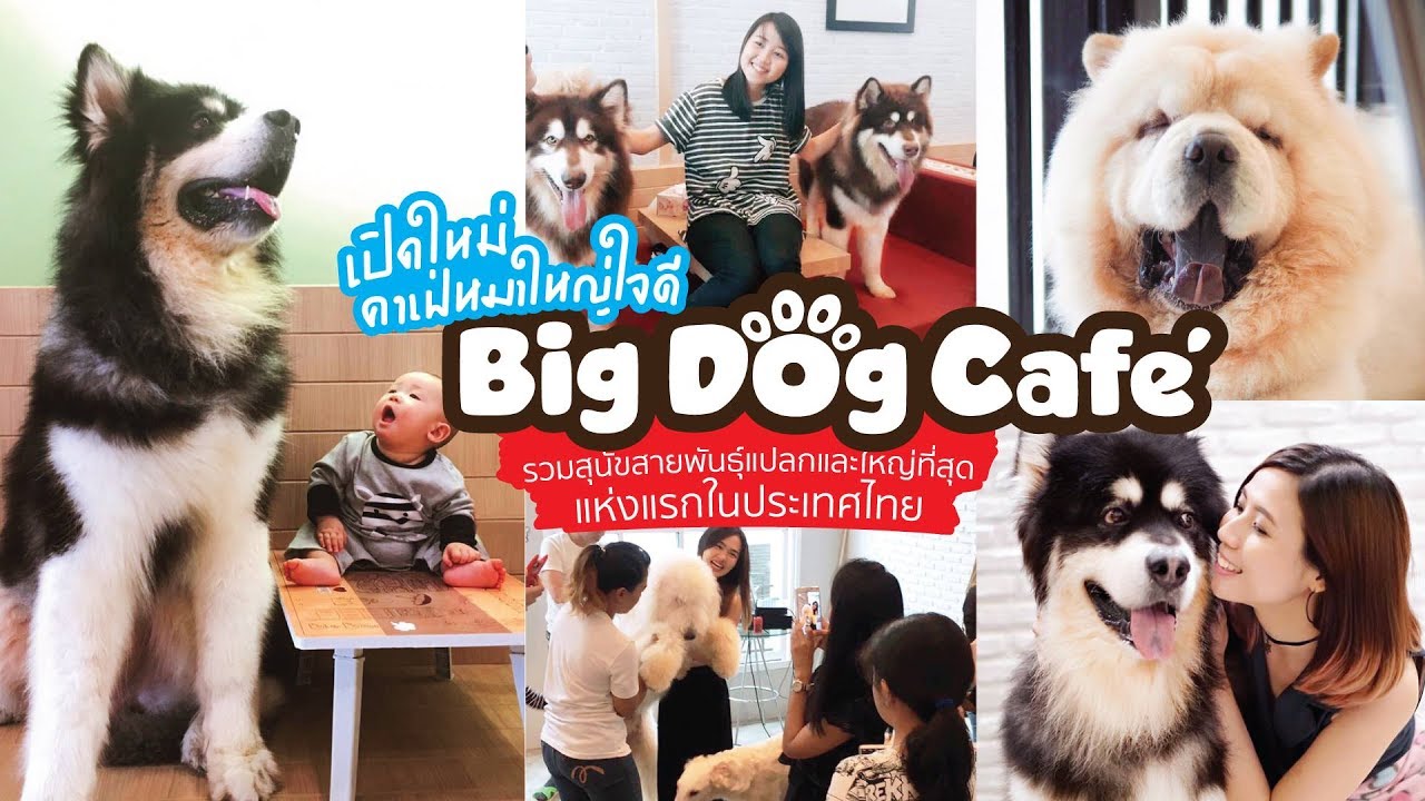 คาเฟ่หมาใหญ่ใจดี Big Dog Cafe I EDTGuide - YouTube