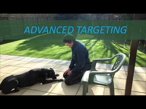 Dog Training - Advanced Targeting - Nose Touch an Object - YouTube