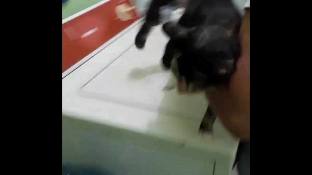 One Punch Cat - YouTube