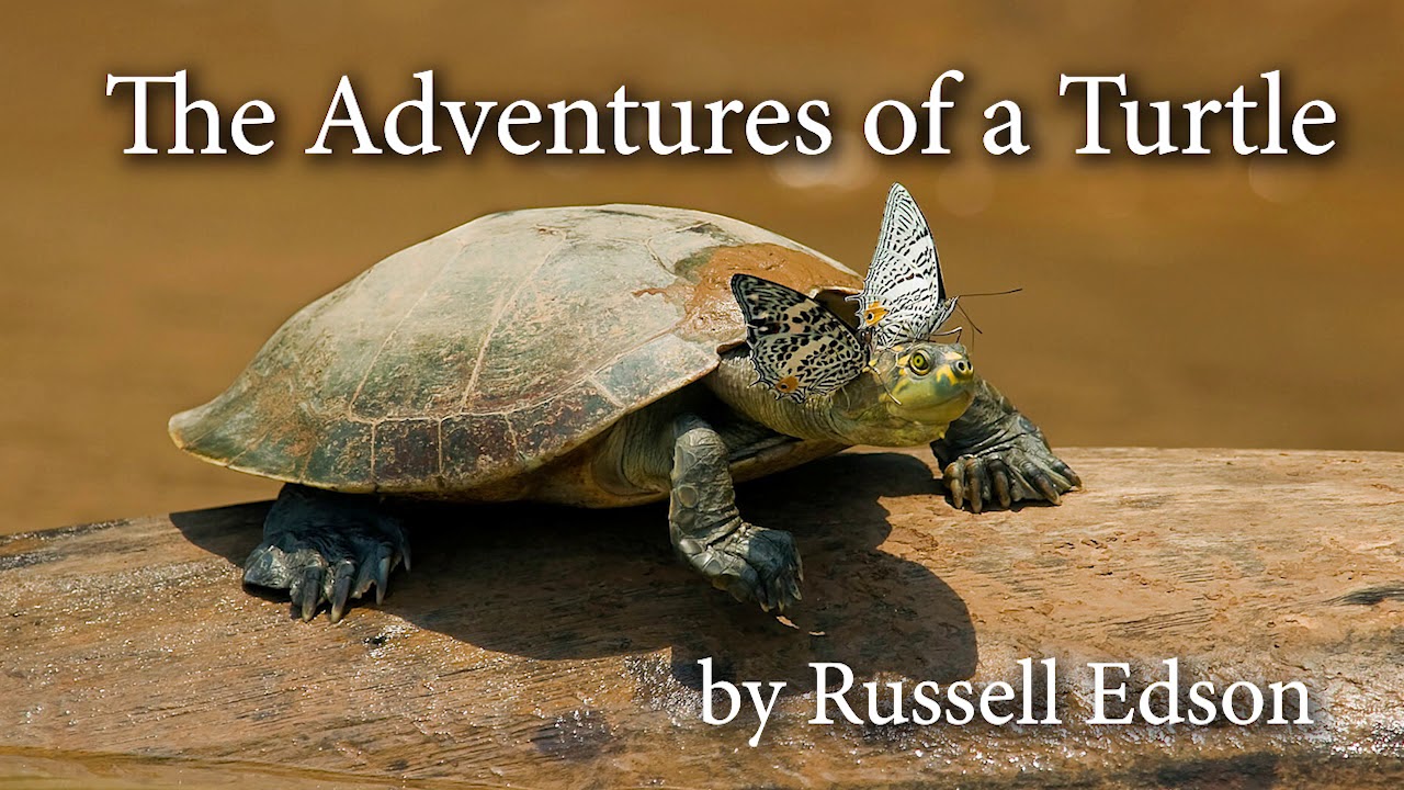 Daily Poetry, Day 65: The Adventures of a Turtle, by Russell Edson ...