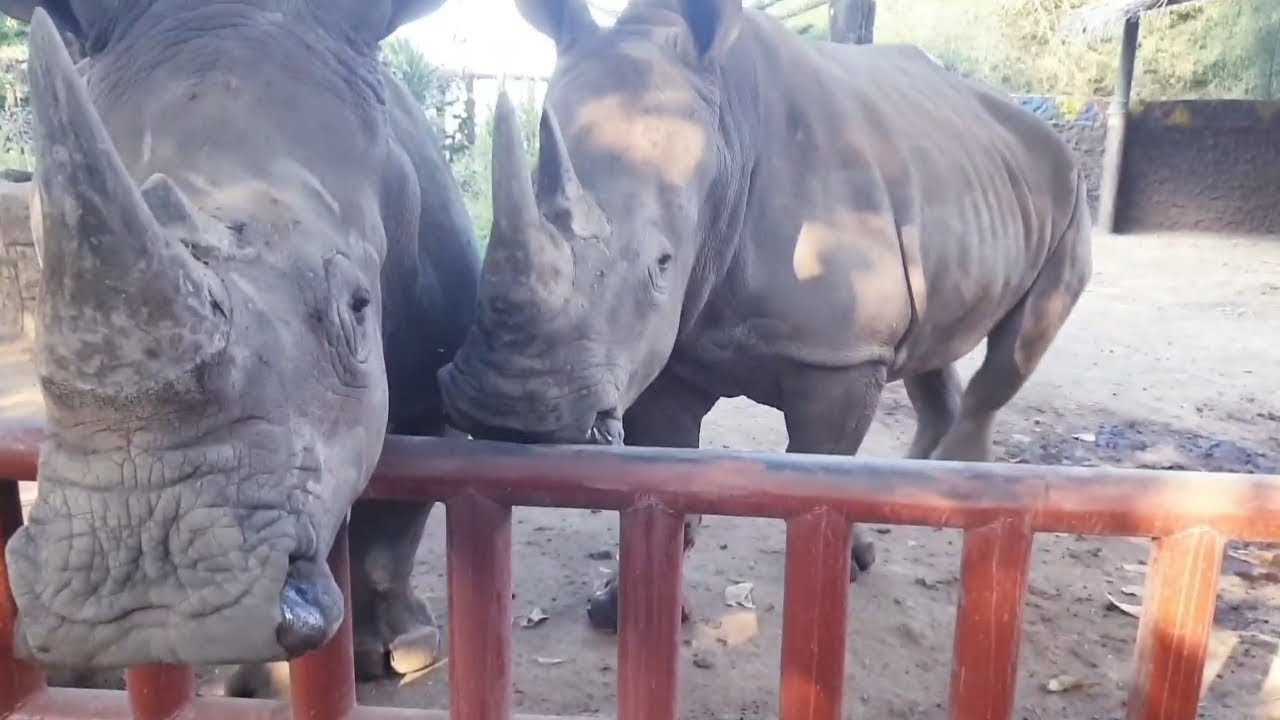 Learn About Animals in Batu Secret Zoo - Belajar Mengenal Binatang di ...