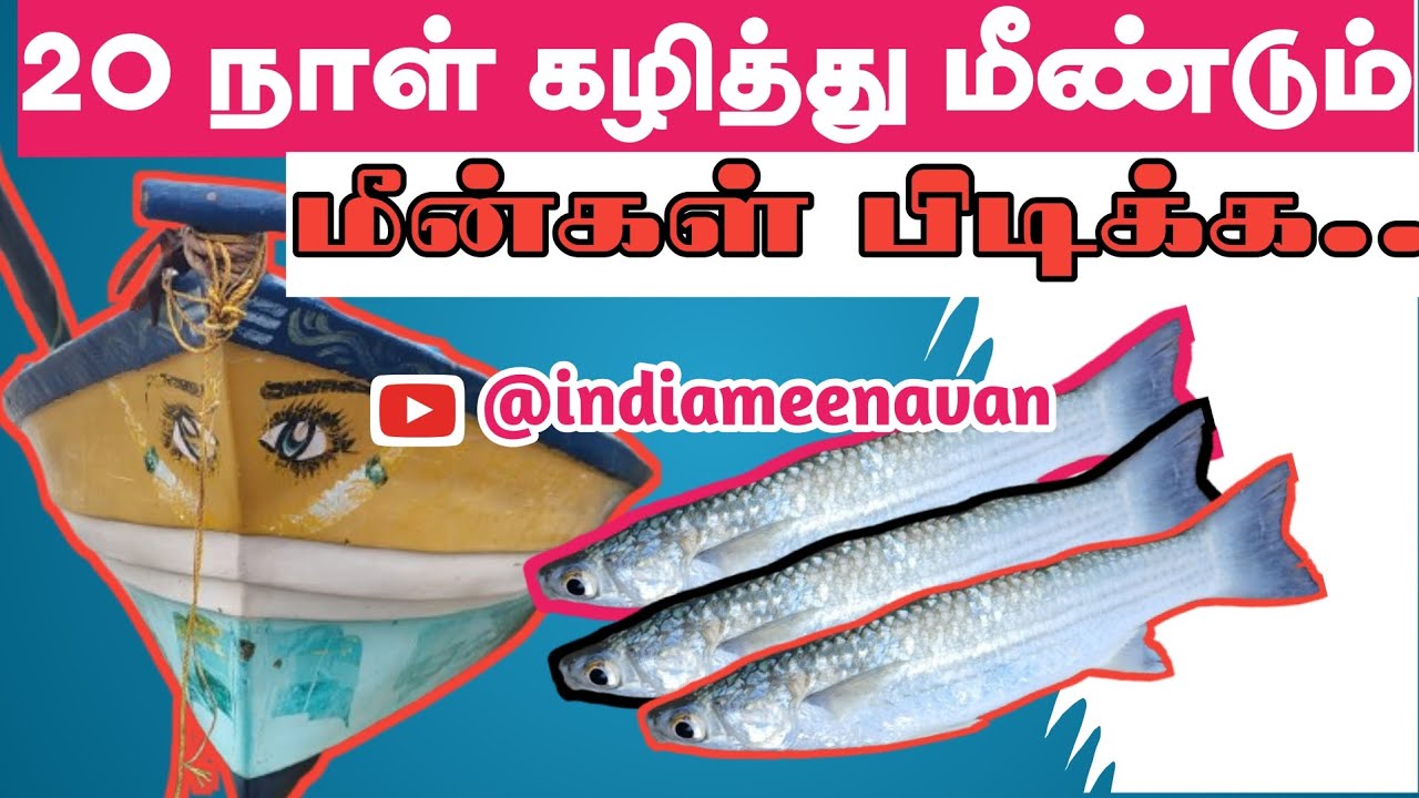 fishing tamil 🔥 #trending #fishing #beach #seafood #fish #fishinglife ...