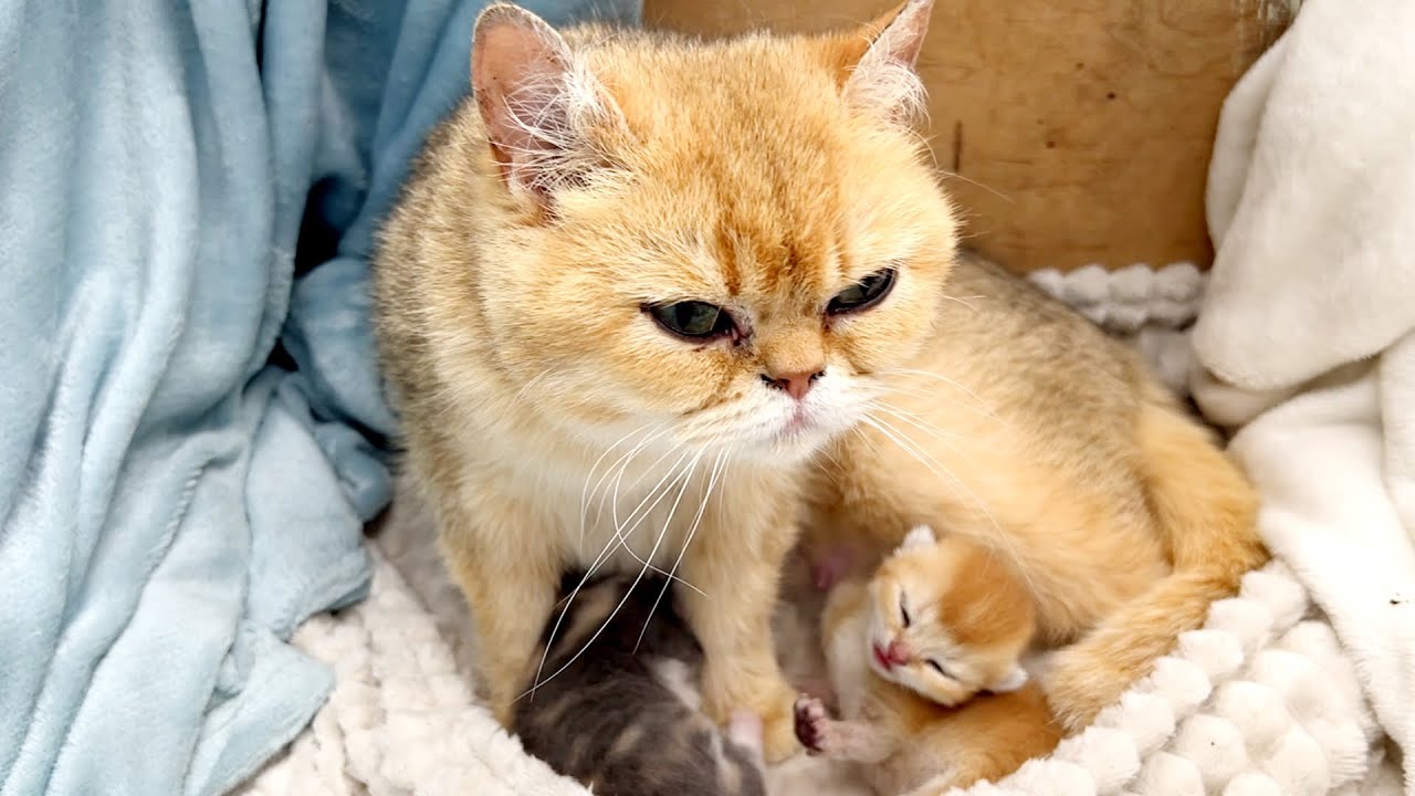 Cat mom care is to keep kittens clean - YouTube