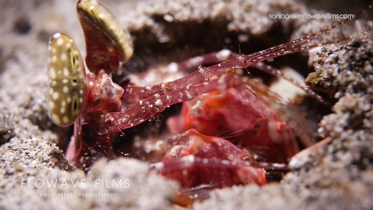 CAN YOU NAME THE BEAUTIFUL CRUSTACEANS IN THIS VIDEO? - YouTube