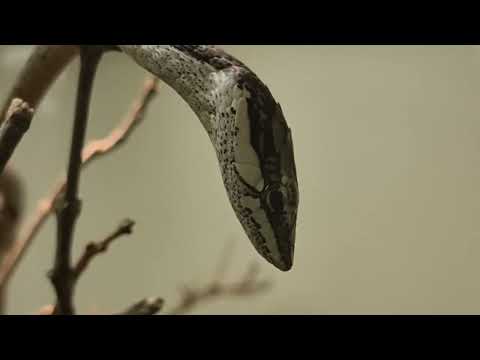 A video of Twig snake in Sedgwick County Zoo