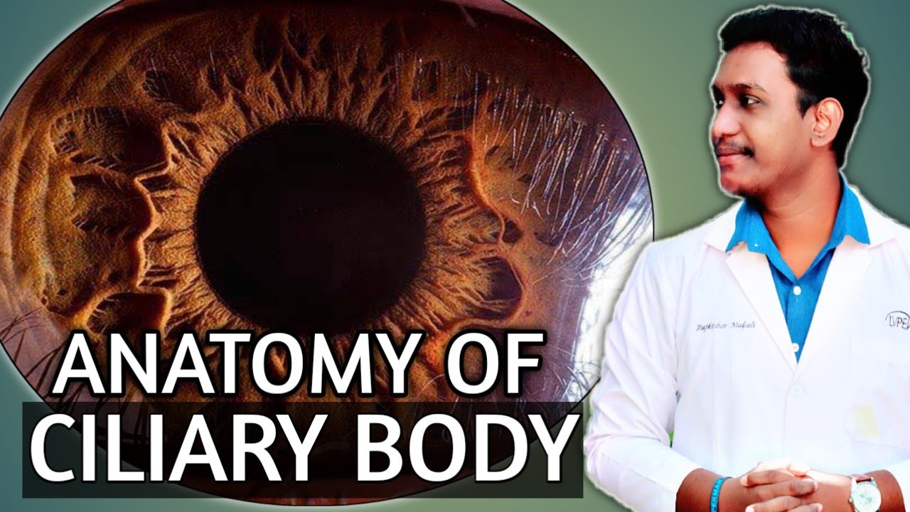 anatomy of ciliary body in eye ||anatomy of ciliary body ||production ...