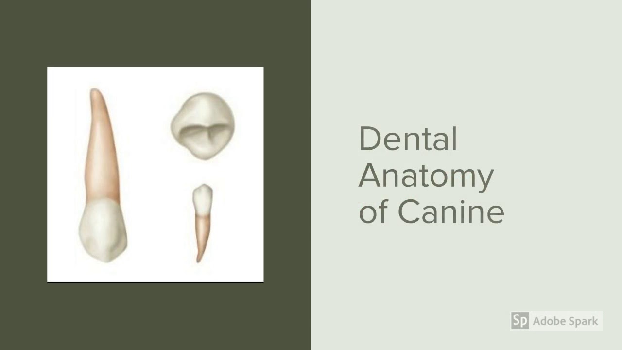 { promo } Dental anatomy of canine - YouTube