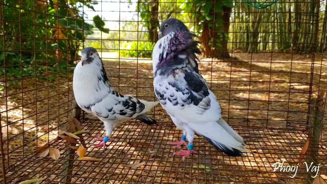 Cuban Pouter - Maturing Up Purple Head - YouTube