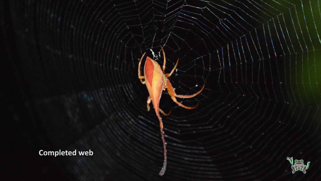 poltys spider - YouTube
