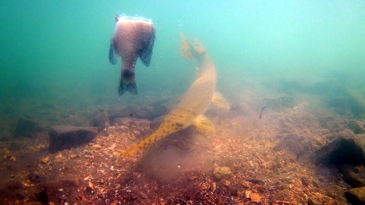 Best Cheap 4k Camera For YouTube - Fishing Combo Review - Lake Fishing ...