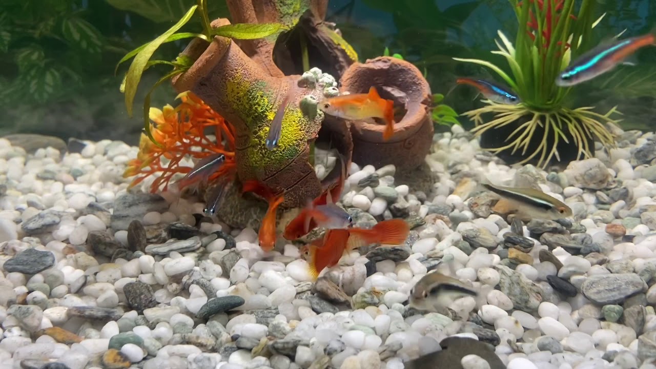 Feeding ground in my aquarium - YouTube