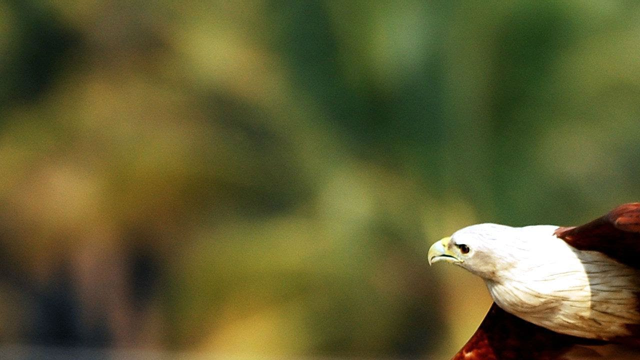 Niuz the Brahminy Kite - 2nd Video - - YouTube