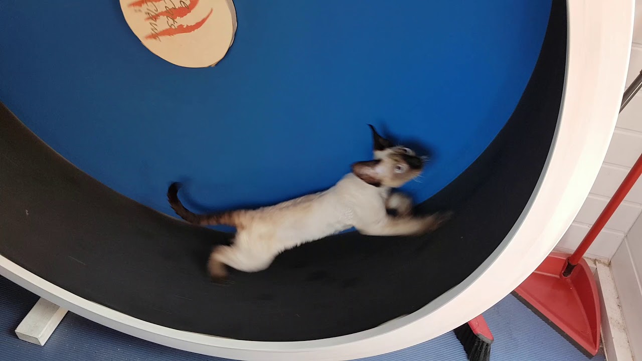 Robyn mastering cat wheel - YouTube