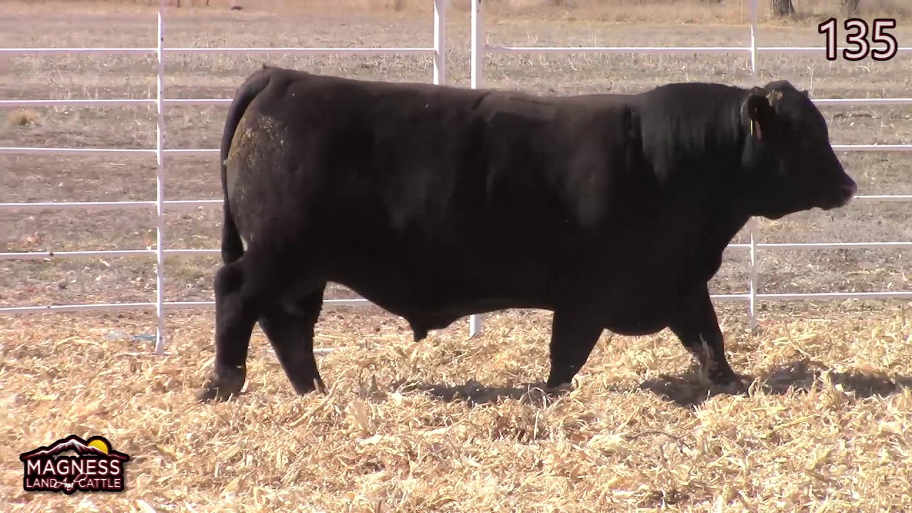 135 - 2020 Western Slope Bull Sale - YouTube