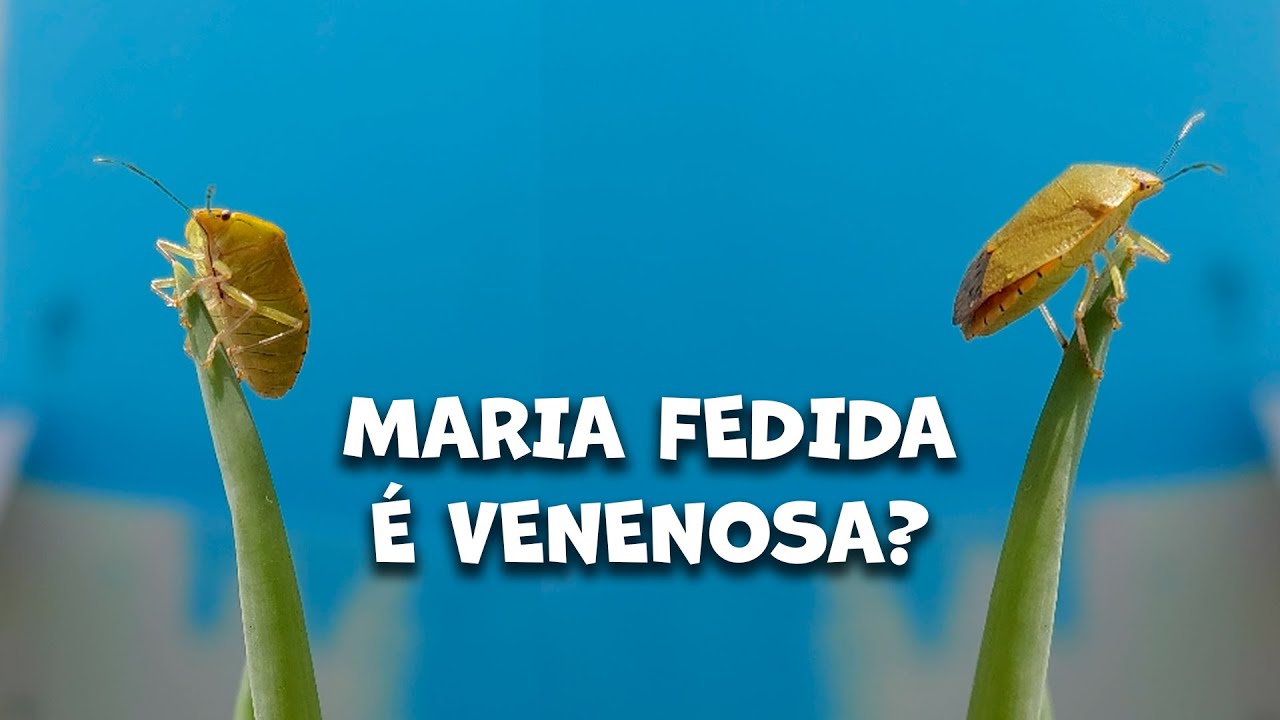 Maria Fedida Transmite Doença - RETOEDU