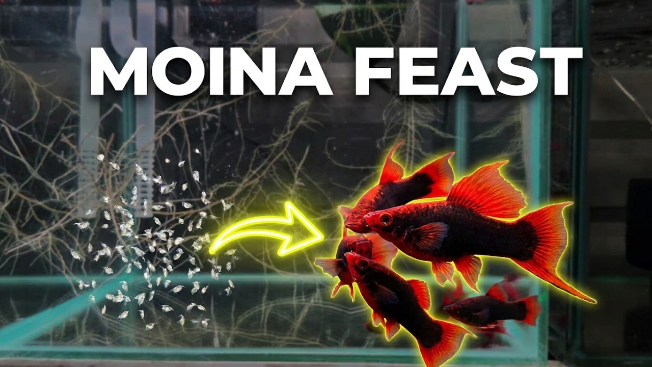 Red Alpha Swordtail Aquarium - 4K ASMR Relaxing Fish Tank Sounds No ...