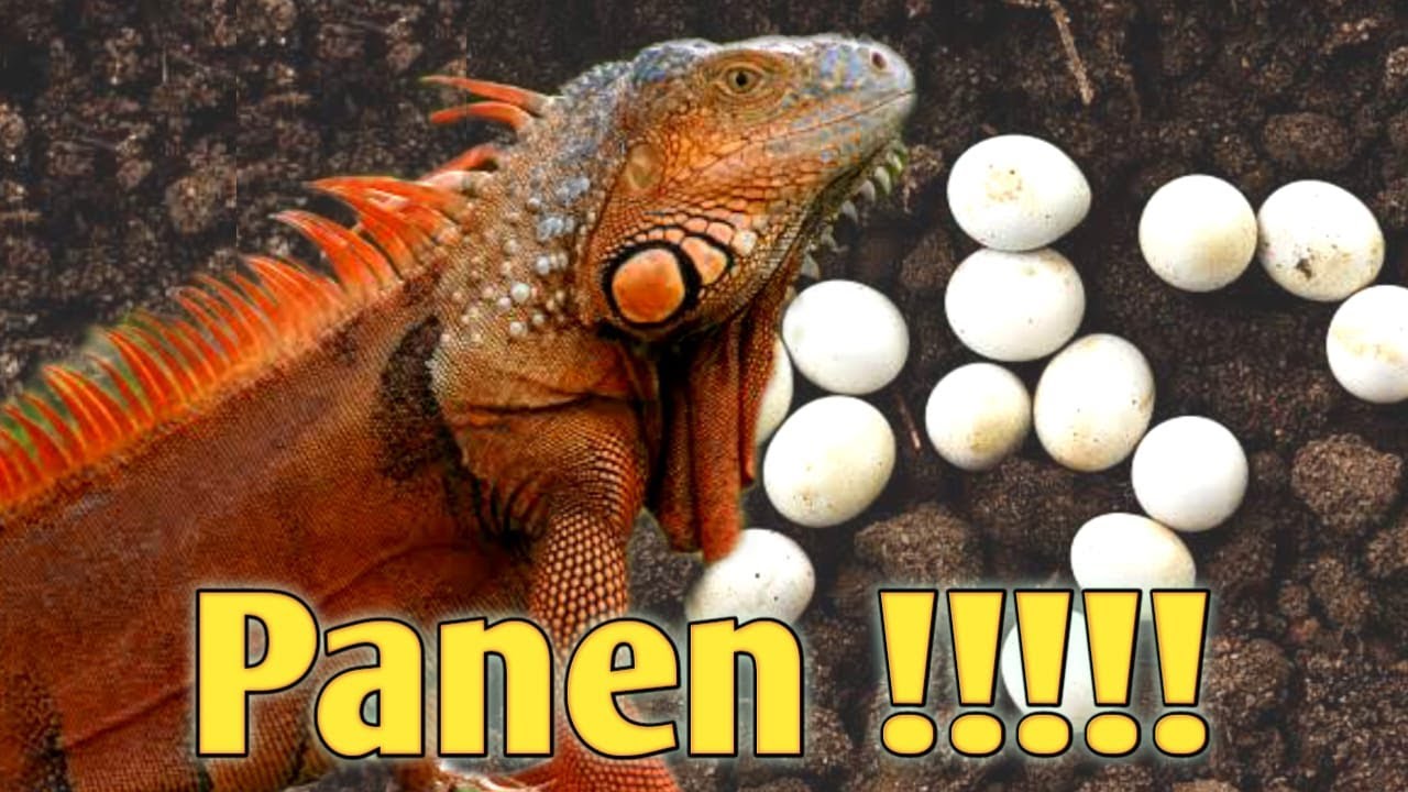 Raka Panen Telur Iguana - YouTube