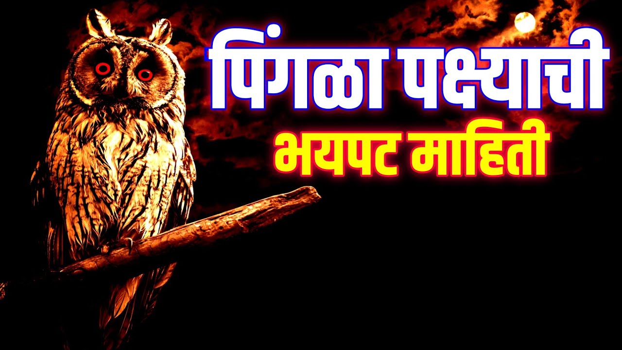 pingala pakshi chi mahiti | पिंगळा पक्षी माहिती | pingala pakshi vishay ...