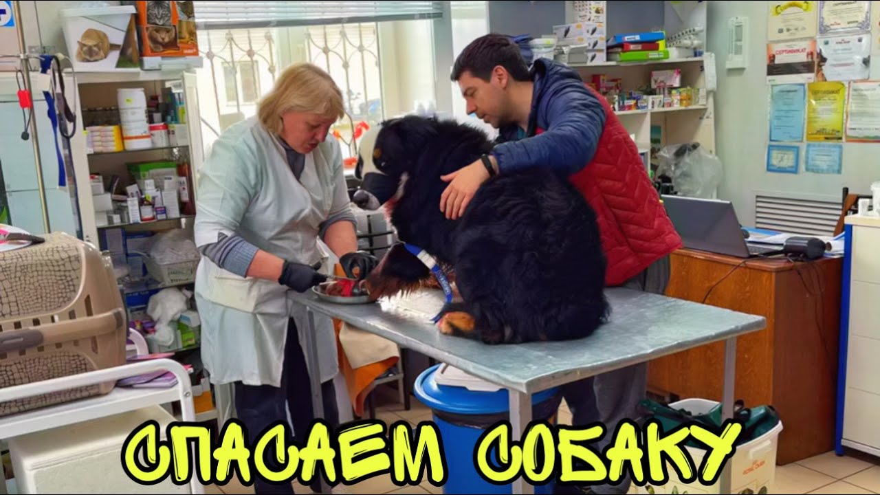 ВЛОГ СПАСАЕМ СОБАКУ соседей Батя Лёша Youtube