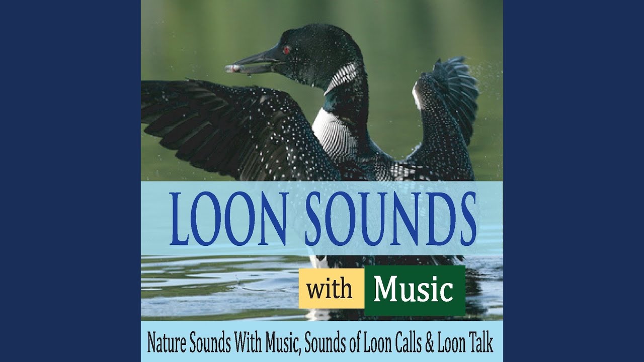 Loons 2 (With Relaxing Music) - YouTube