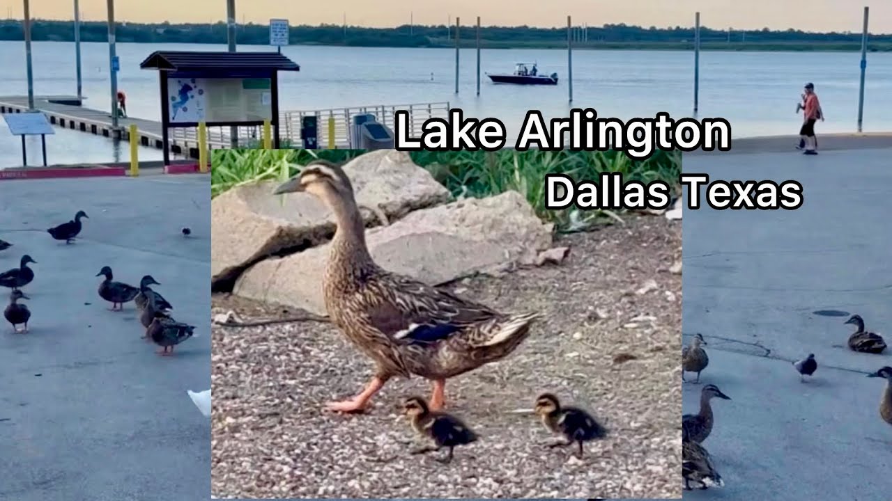 Richard Simpson Park || Lake Arlington || Dallas Texas - YouTube