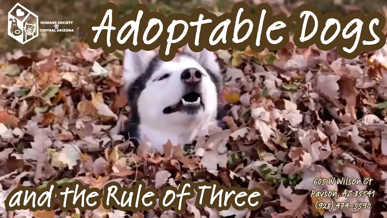 Adoptable Dogs and the Rule of Three - YouTube