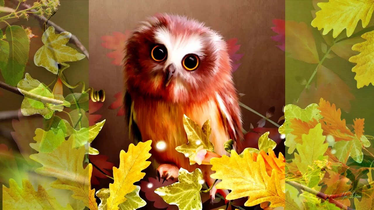Various beautiful birds in autumn (HD1080p) - YouTube