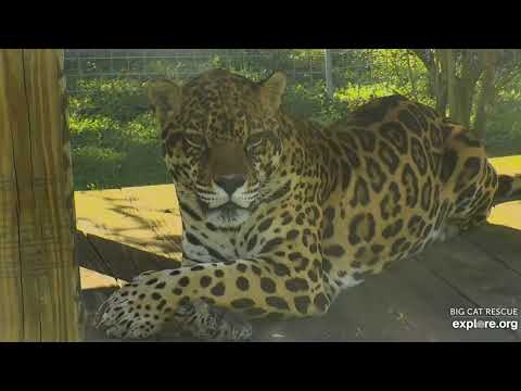 Taste like jaguar. Manny jaguar at Big Cat Rescue.
