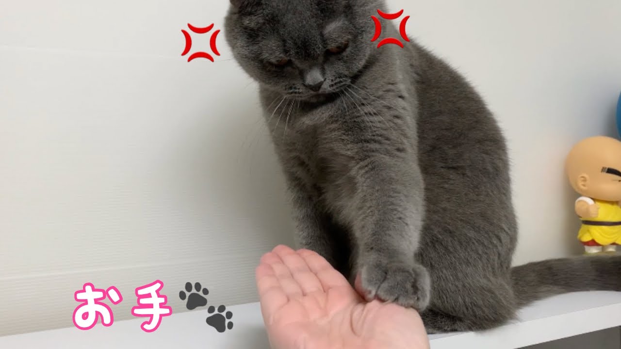 【ブリティッシュショートヘア】怒りながら猫パンチするぶりくんが可愛い！[British Shorthair] Buri-kun, who ...
