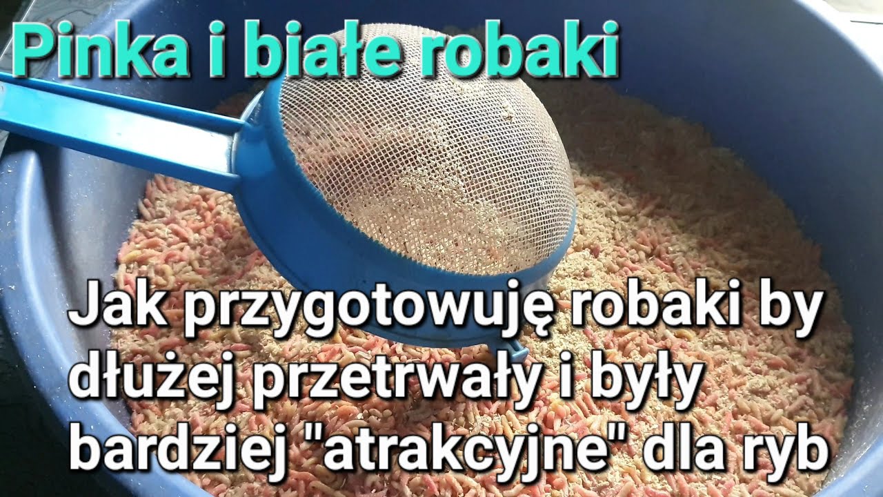 Pinka i bałe robaki - jak przygotowuję je do łowienia - YouTube