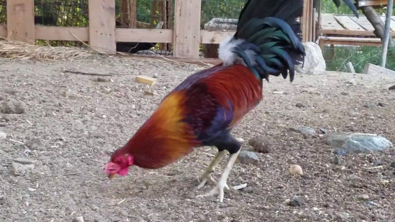 American gamefowl stag - YouTube