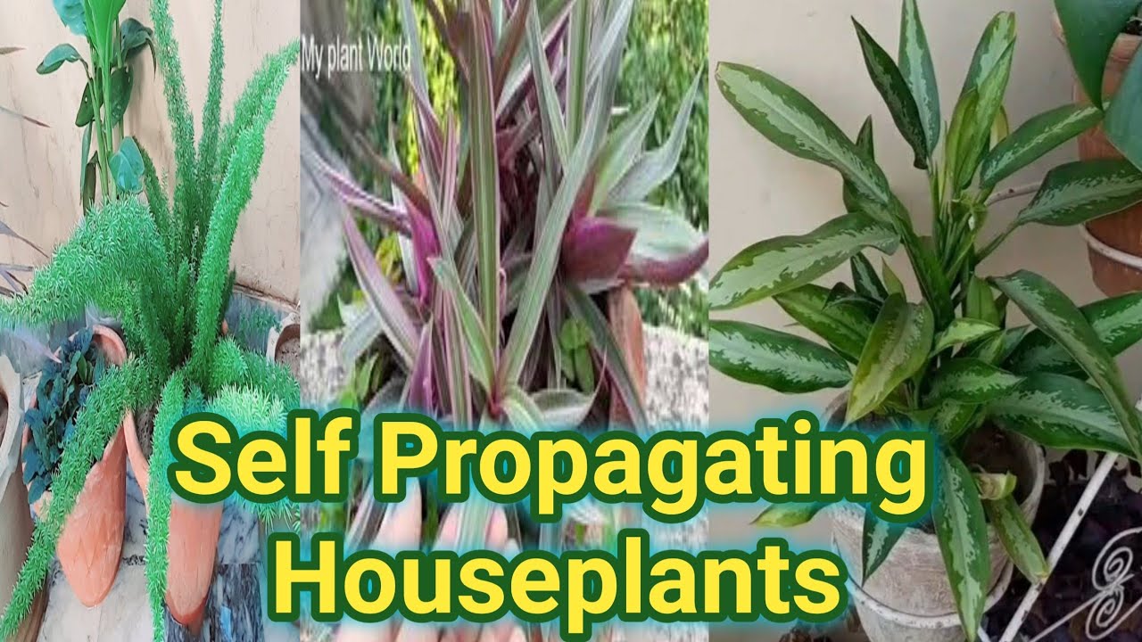 10 Self propagate plants/propagate plants by division/multiplying ...