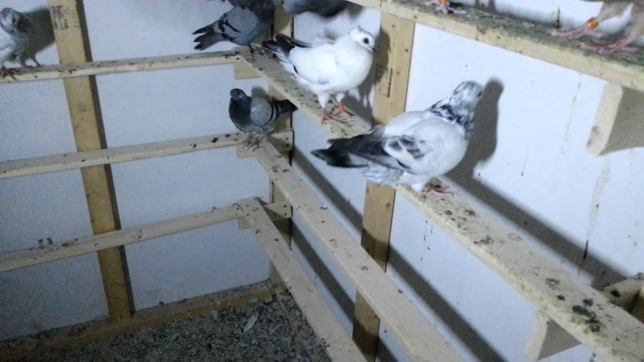 Tippler Pigeons Night Time with the Young Tipplers - YouTube