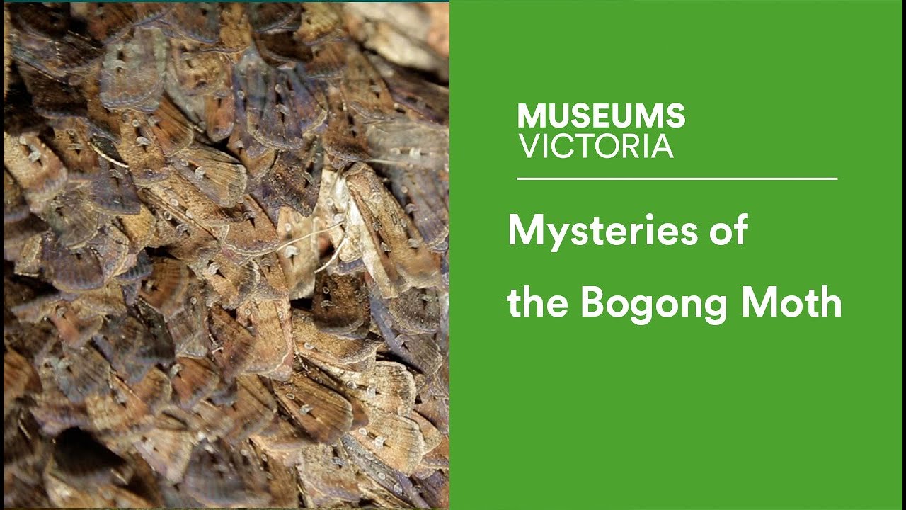 Mysteries of the Bogong Moth - YouTube
