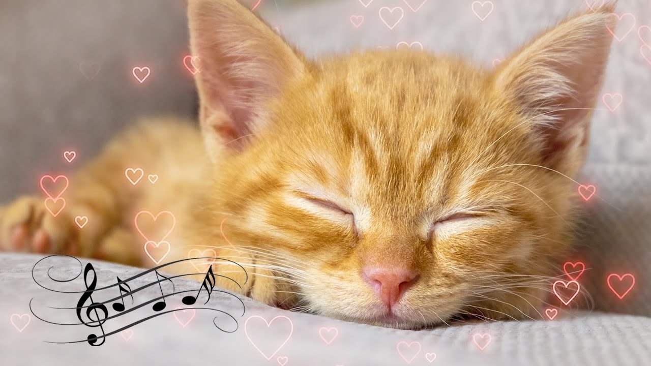 Calming music for cats ♬ Anxiety relief & Sweet relaxation cat music ...
