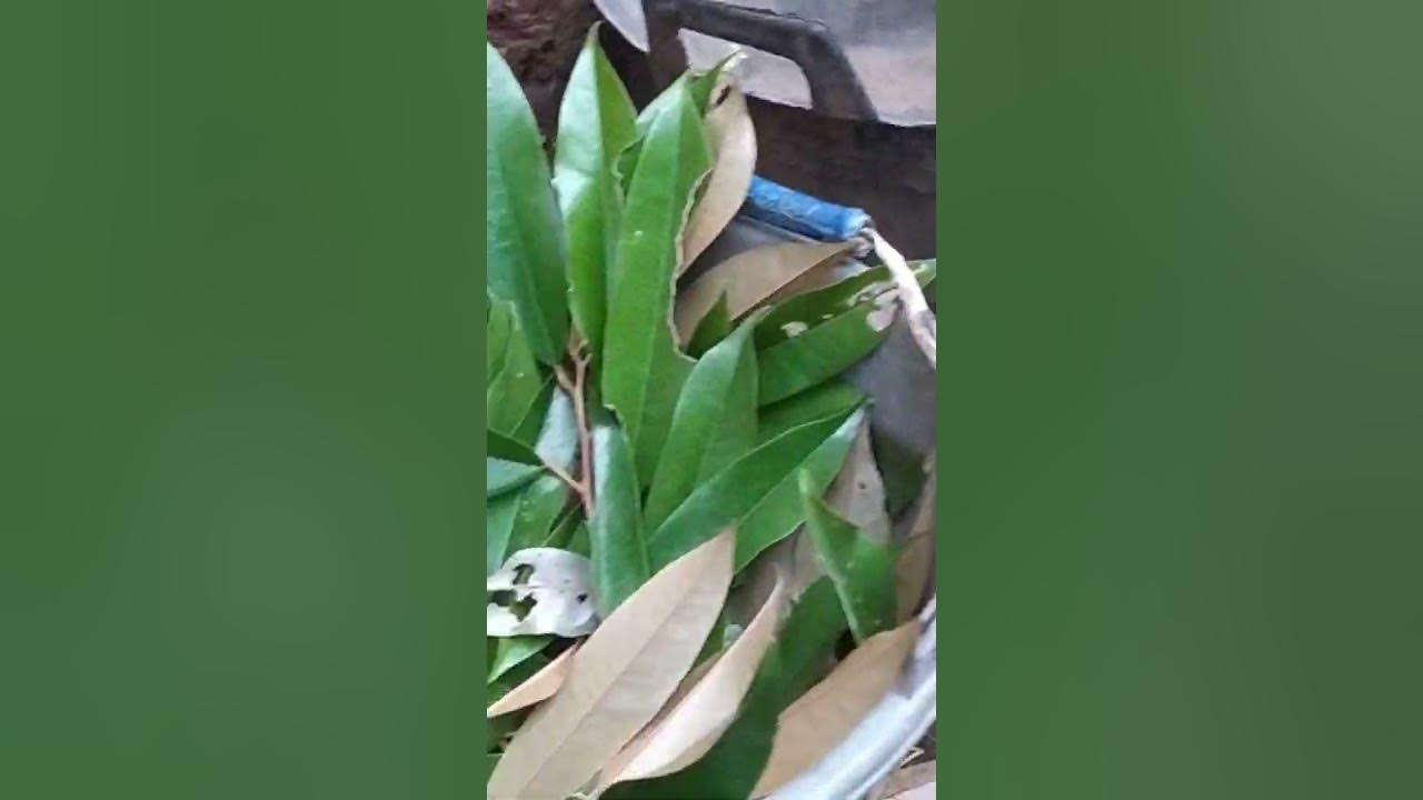 Proses sambung pucuk #durian - YouTube