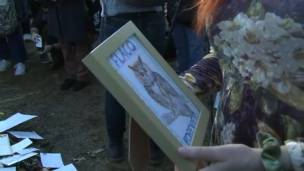 Growing memorial for Flaco the Owl in Central Park - YouTube