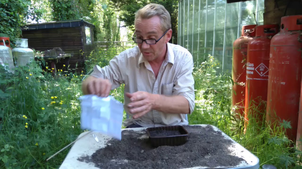 How to grow foxgloves (digitalis) from seed - YouTube