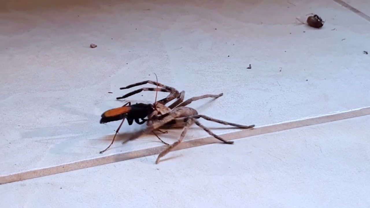 Entomologist Explains: Wasp VS Spider! Epic Battle! - YouTube