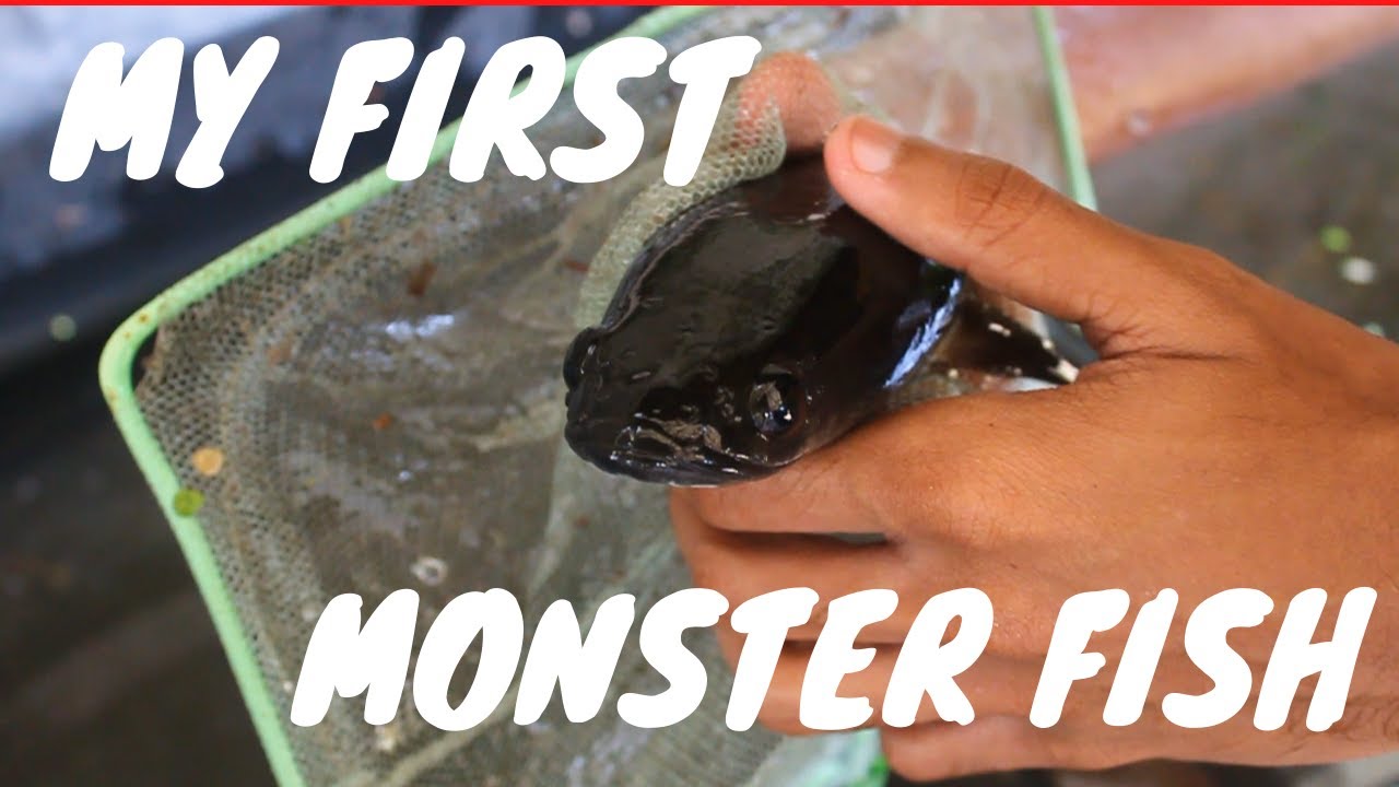A rare type of monster fish | Giant snakehead | Gan ara fish - YouTube